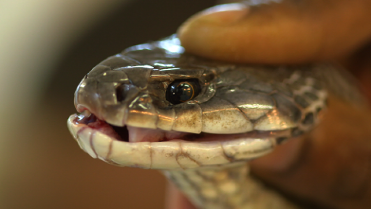 101 East - Papua New Guinea's Snake Man | Al Jazeera Content Sales